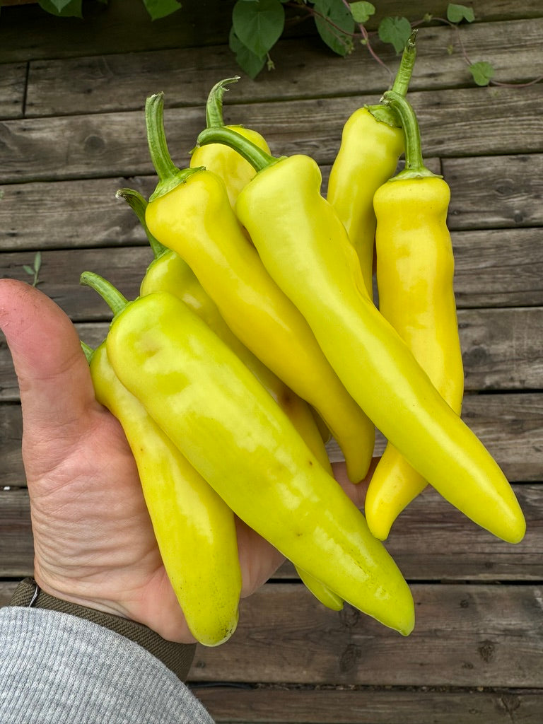 Hot Hungarian Wax Peppers