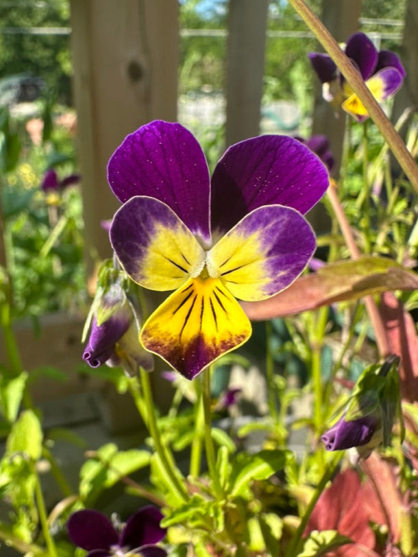 VIOLA - Northern Sunrise – The Superior Gardener