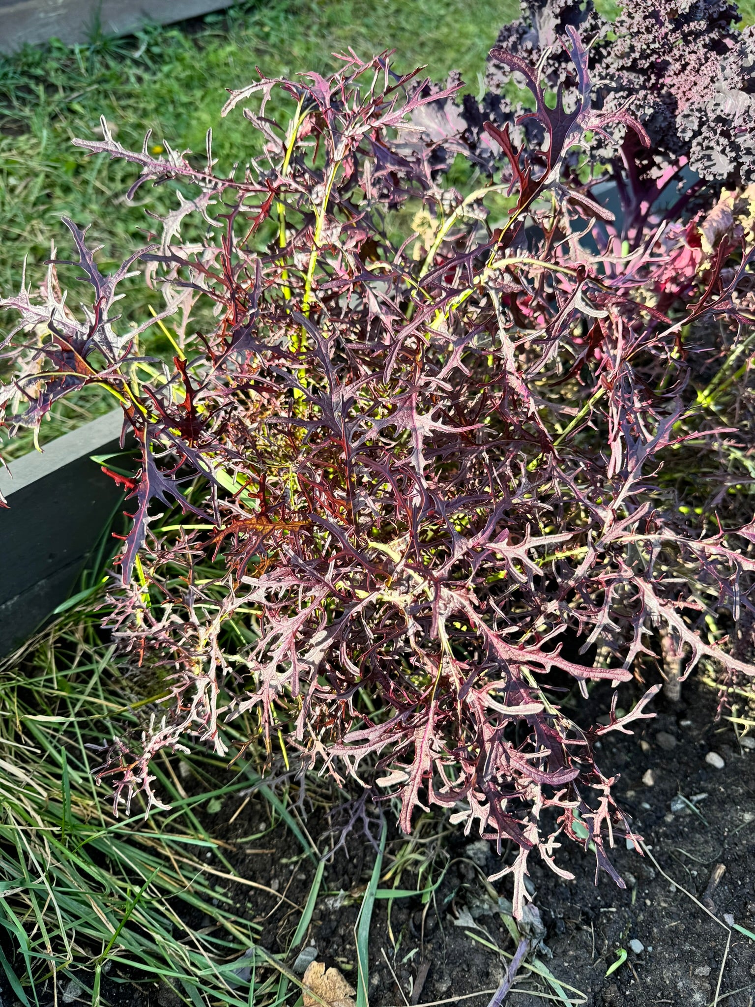 MUSTARD - Scarlet Frills – The Superior Gardener