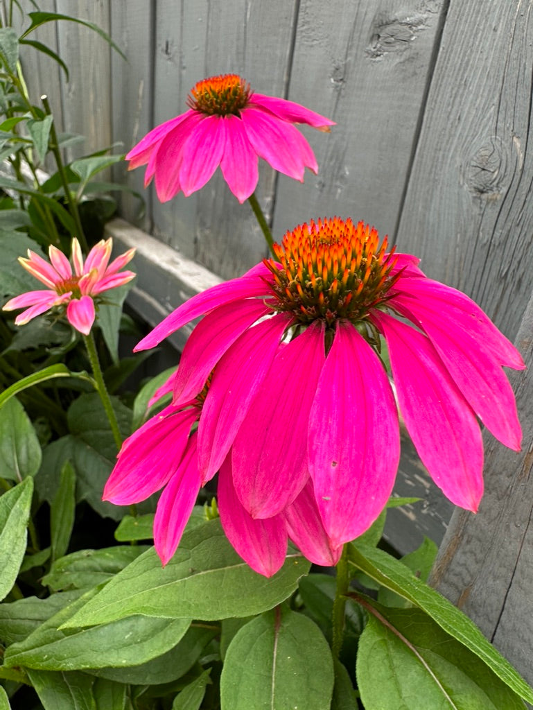 ECHINACEA - Mini Purple Coneflower – The Superior Gardener