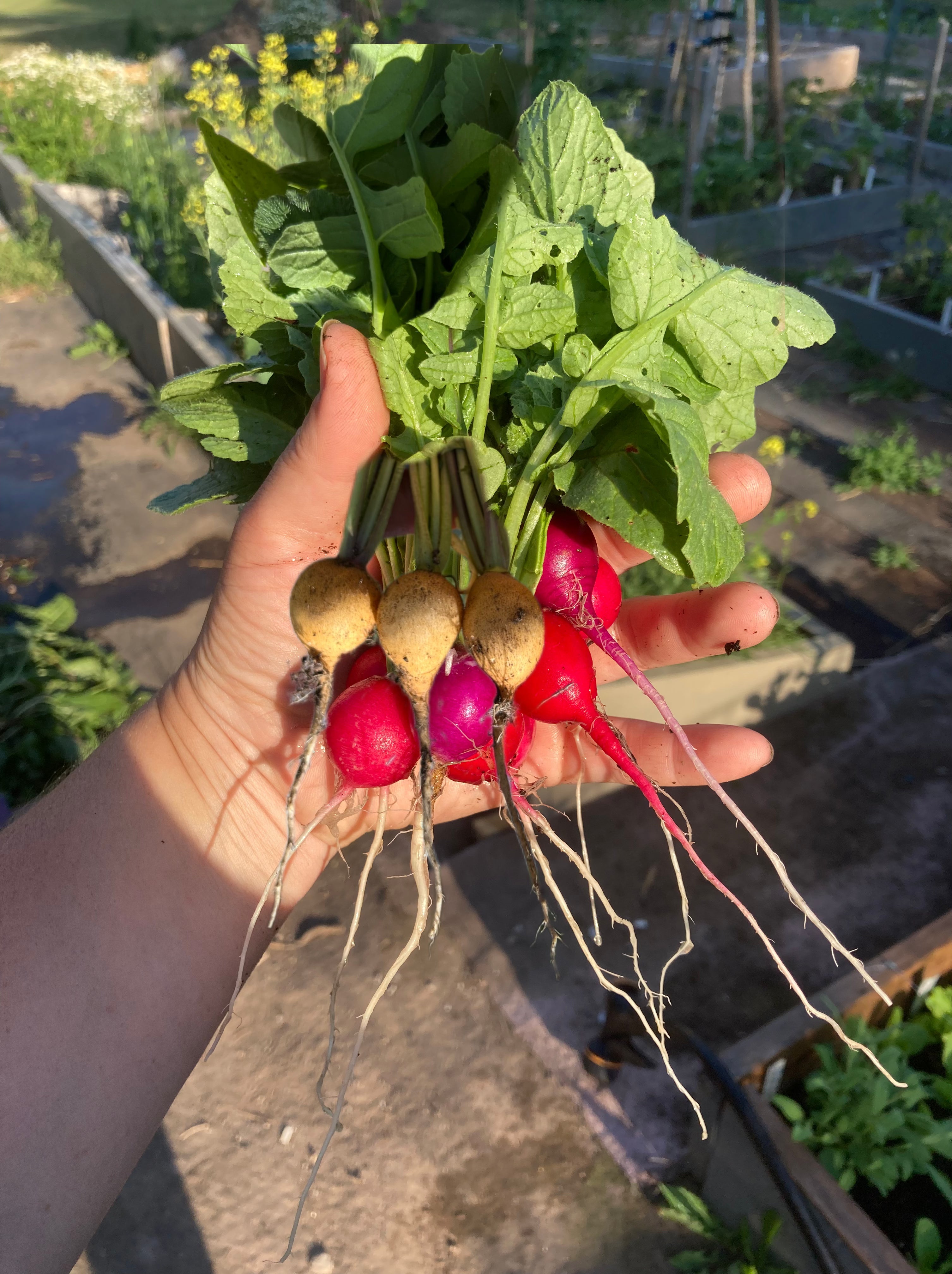 RADISH - Rainbow Mix – The Superior Gardener