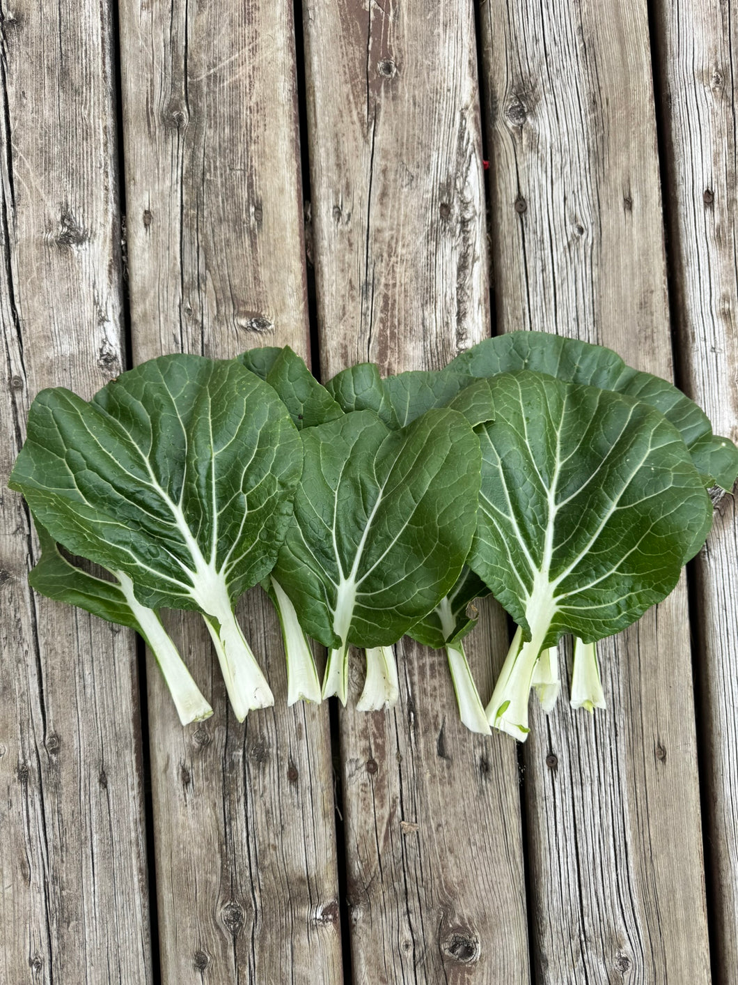 BOK CHOY - White Stem – The Superior Gardener