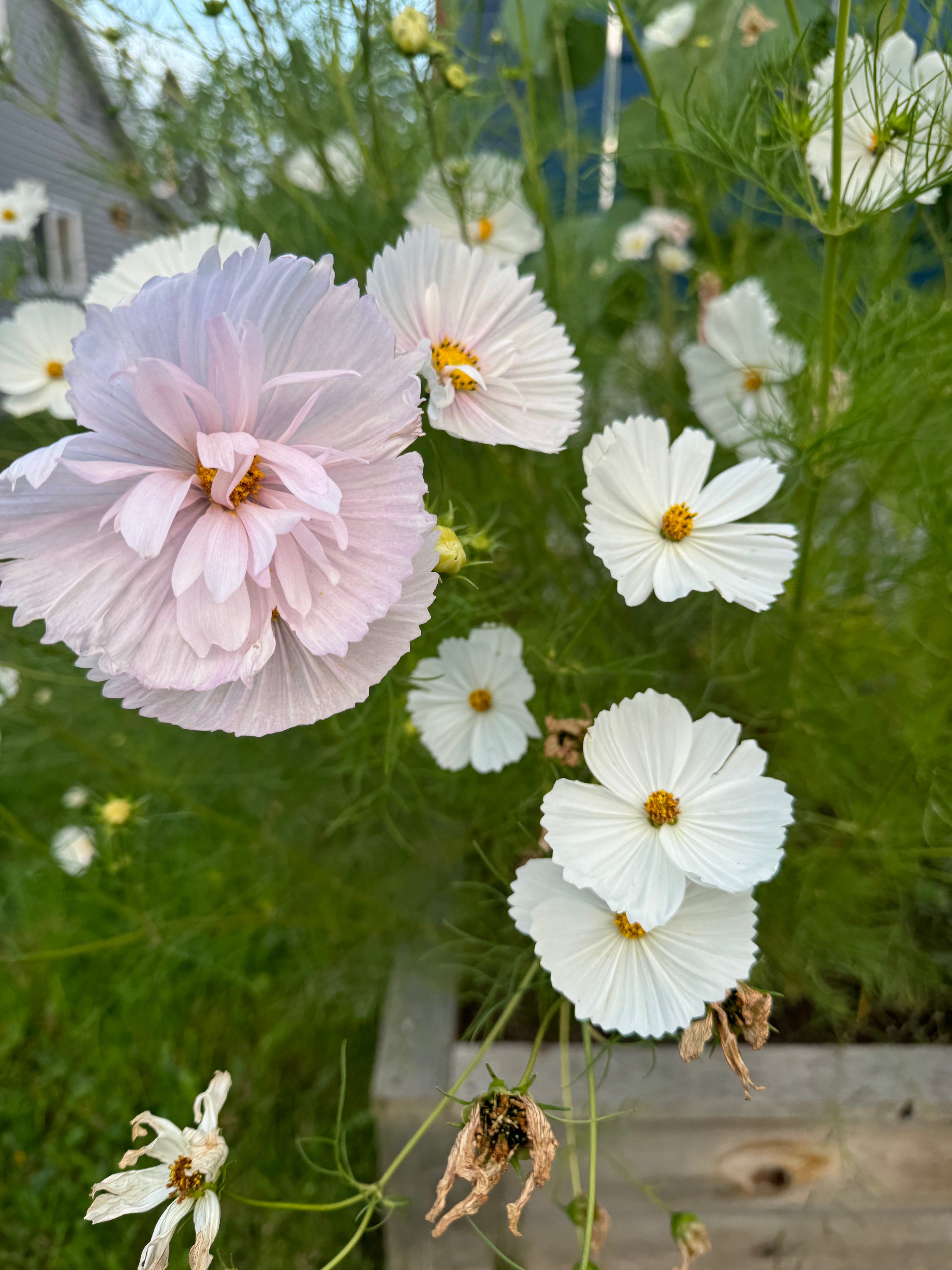 COSMOS - Cups & Saucers – The Superior Gardener