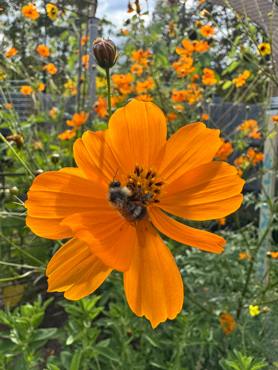 COSMOS - Sulfur Orange – The Superior Gardener