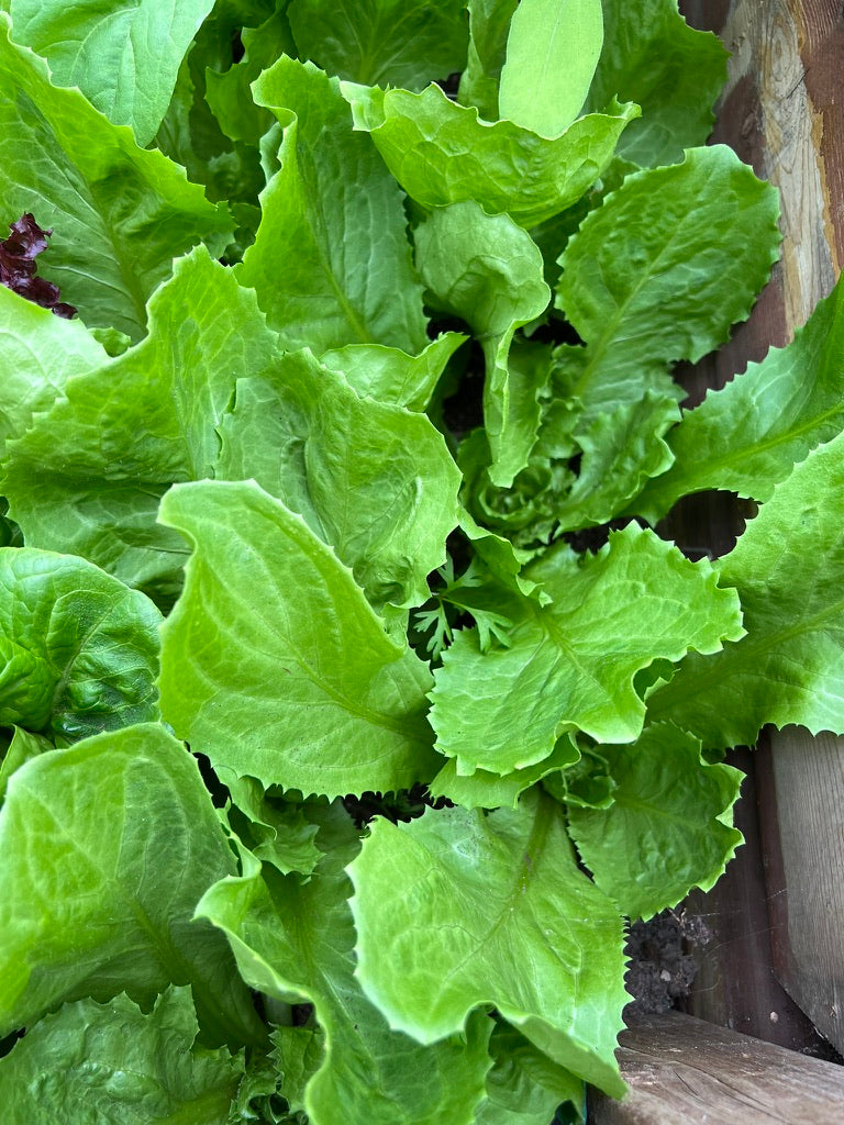 ENDIVE - Full Heart Batavian – The Superior Gardener