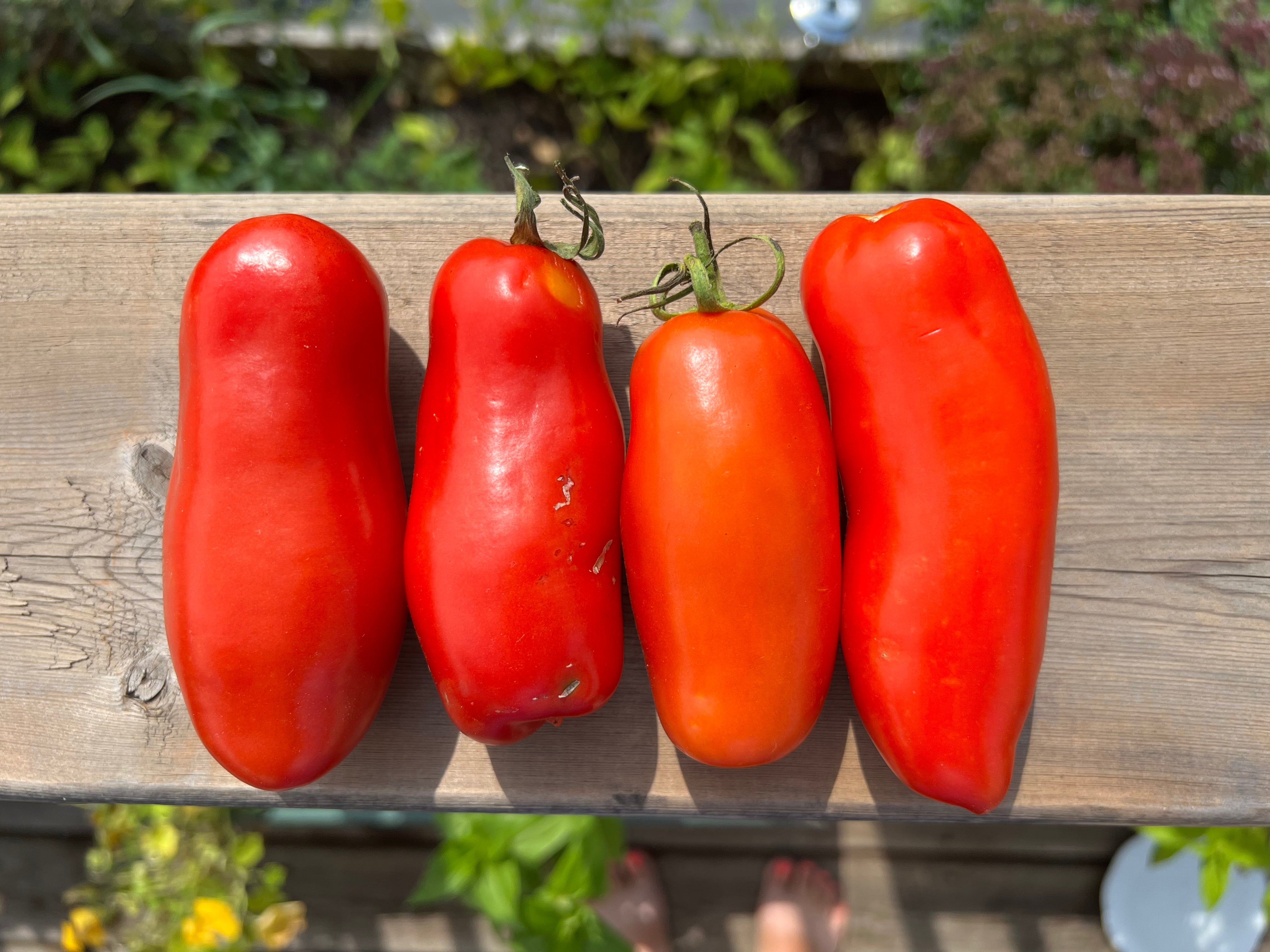 TOMATO - Italian Style – The Superior Gardener