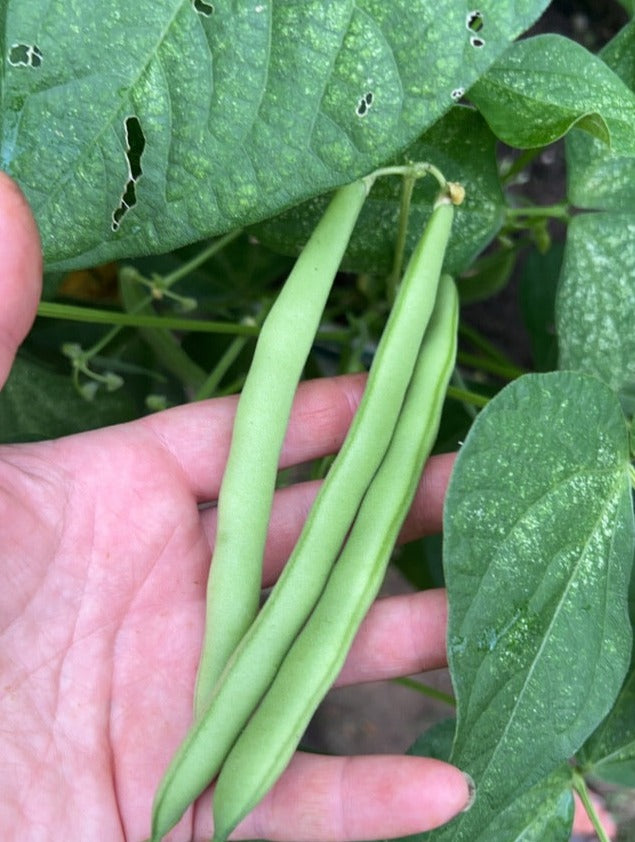BEAN, BUSH - Green Creeper – The Superior Gardener