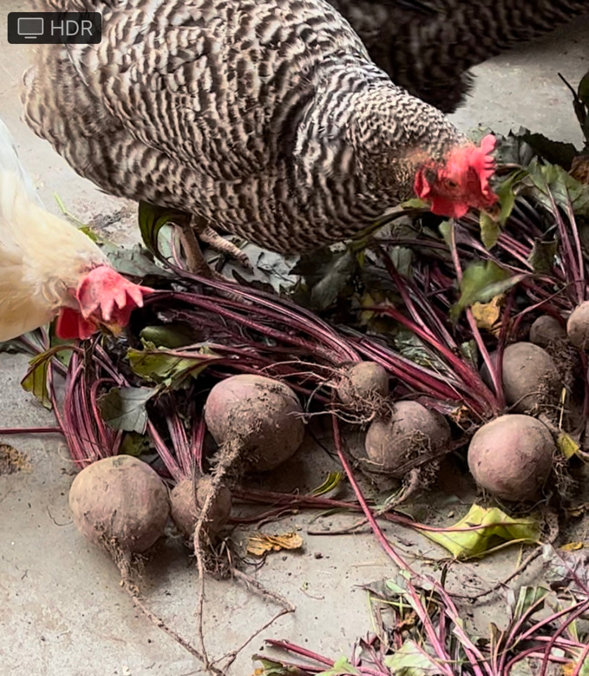 BEET - Deep Red – The Superior Gardener